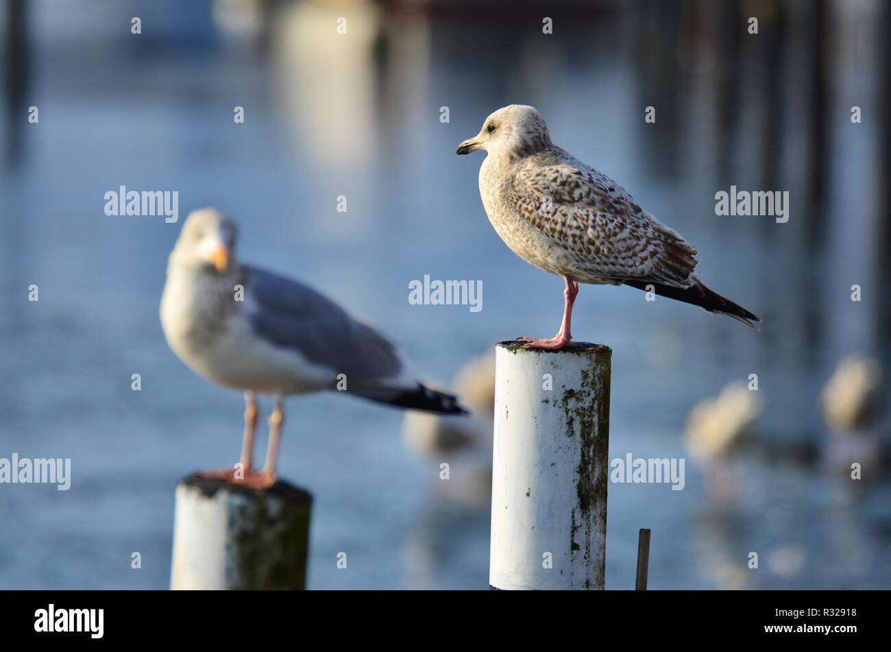 Marine scavenger hi-res stock photography and images - Alamy