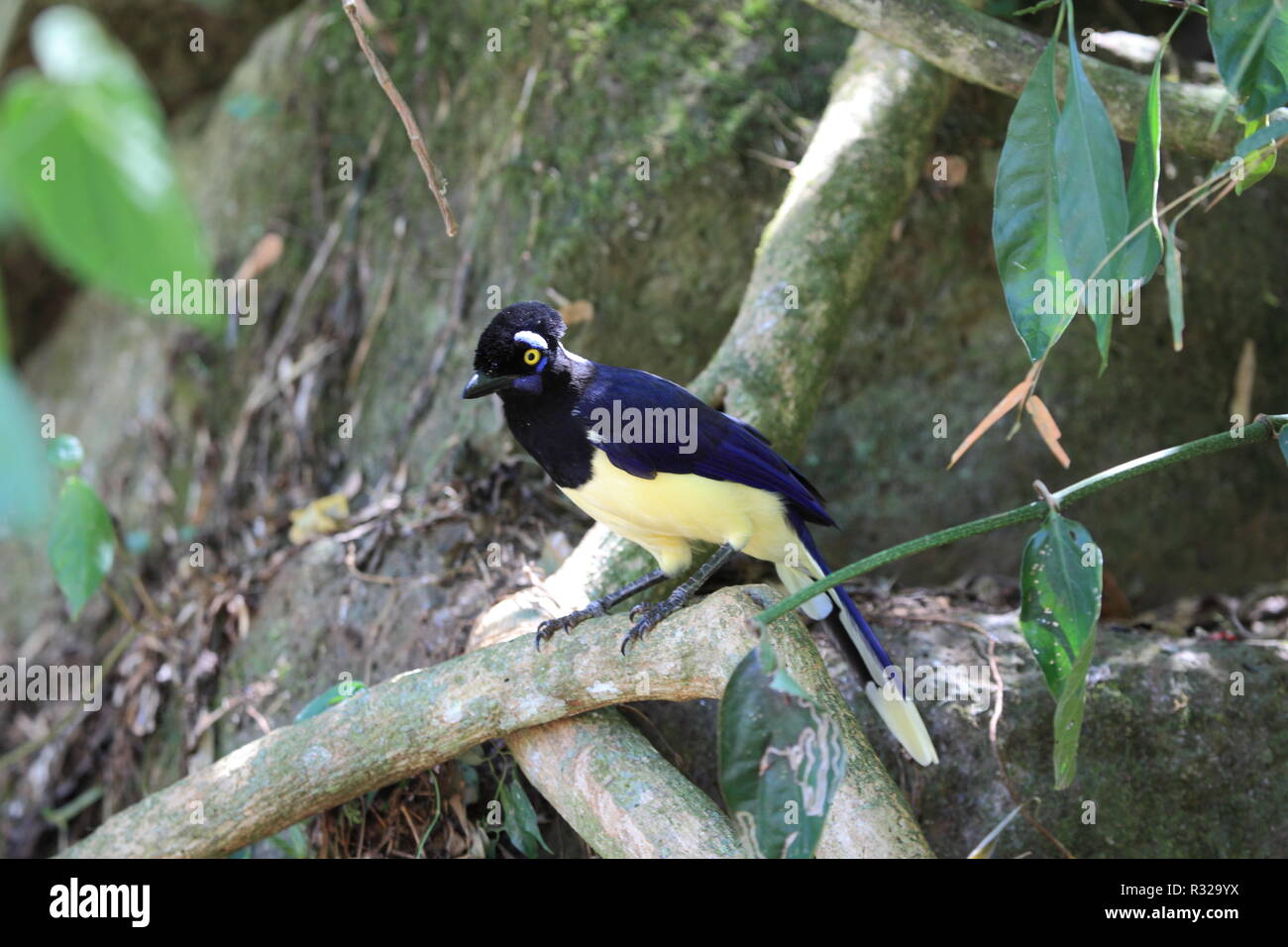 birds in the jungle Stock Photo - Alamy