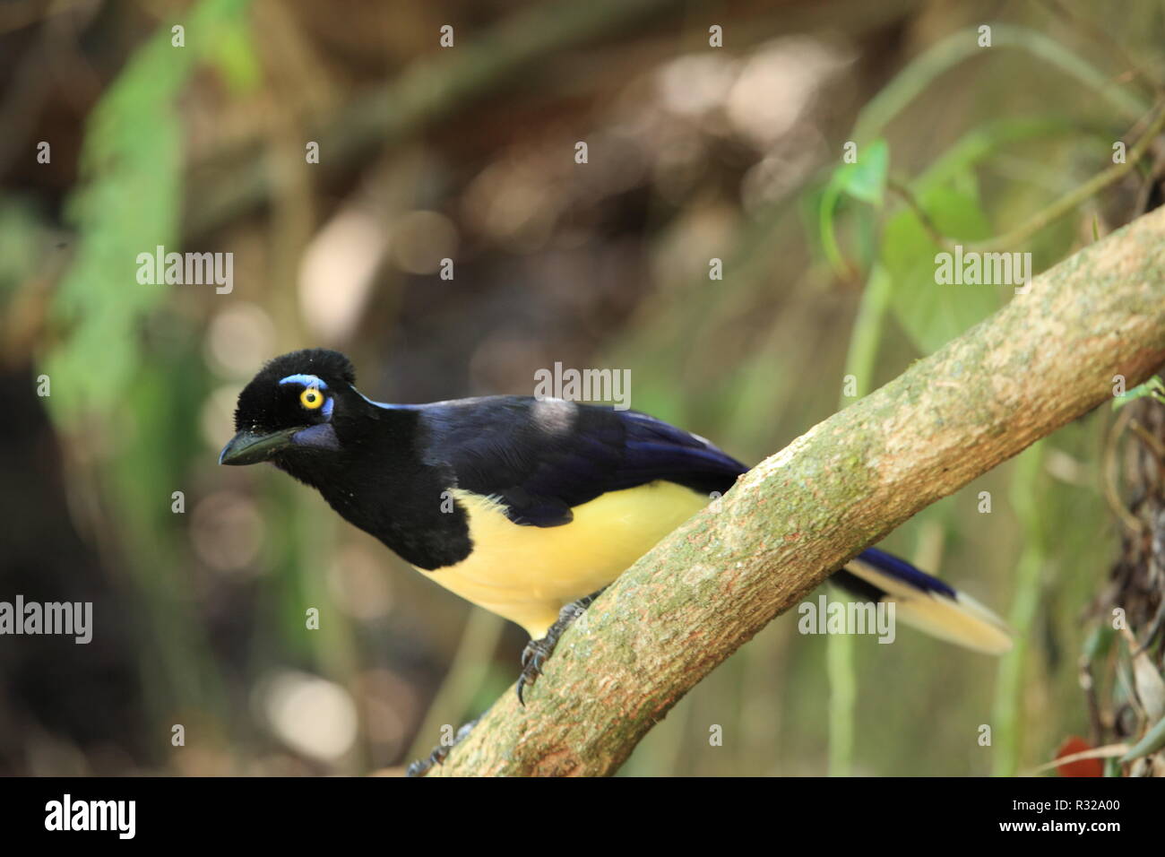 birds in the jungle Stock Photo - Alamy