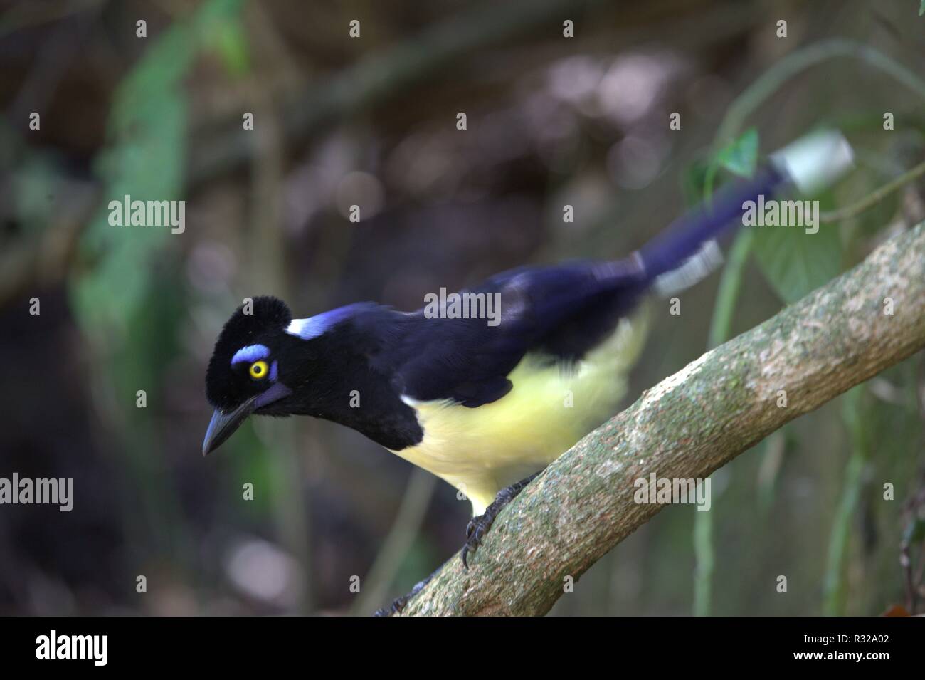 birds in the jungle Stock Photo - Alamy