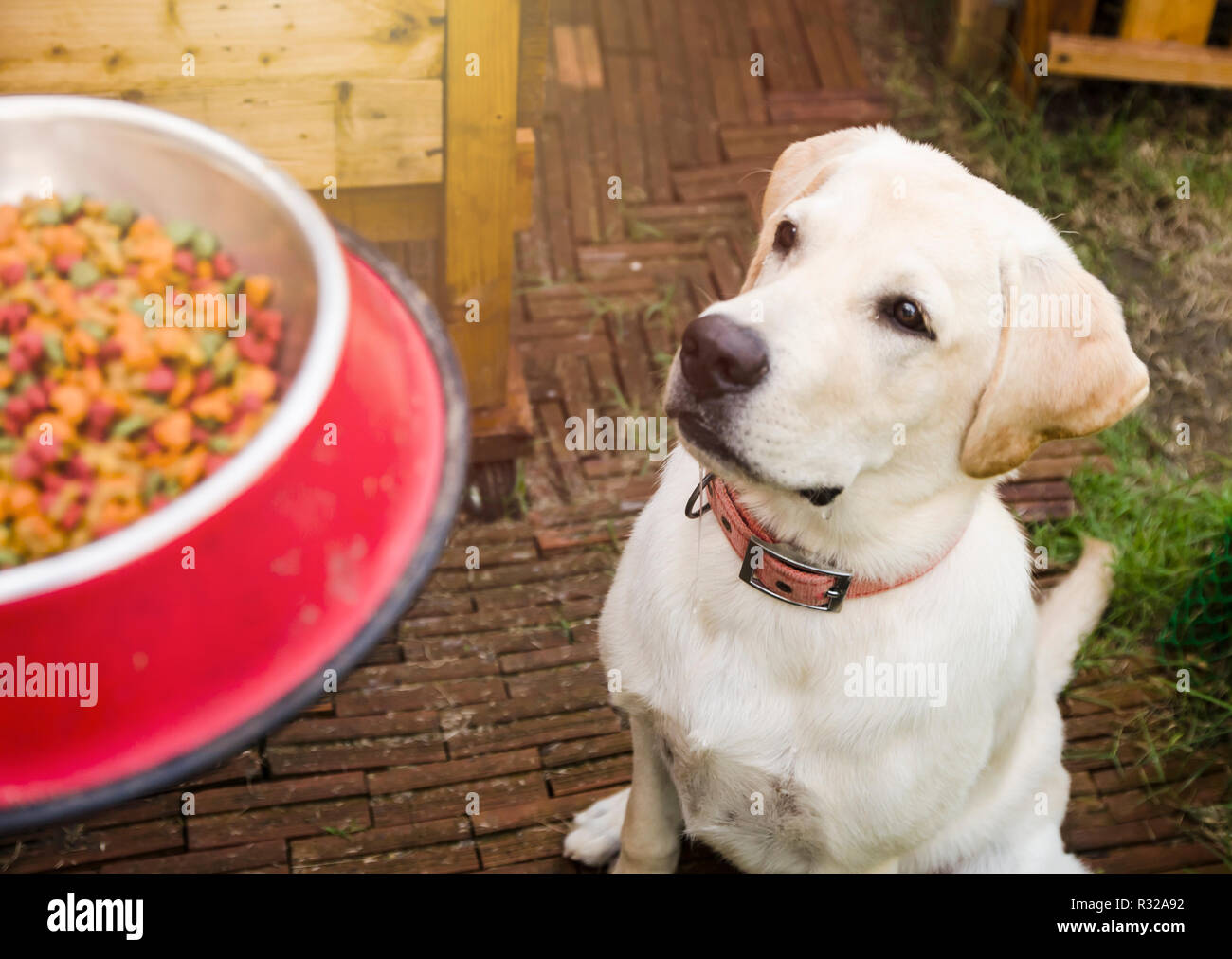 dog bowl hungry meal eating Stock Photo - Alamy
