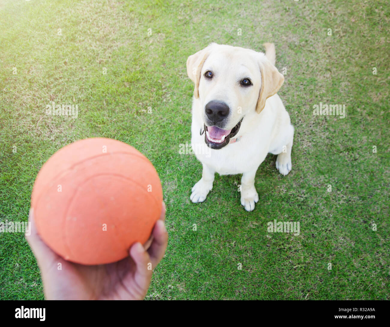 Labrador retriever playing with a red ball Stock Photo - Alamy