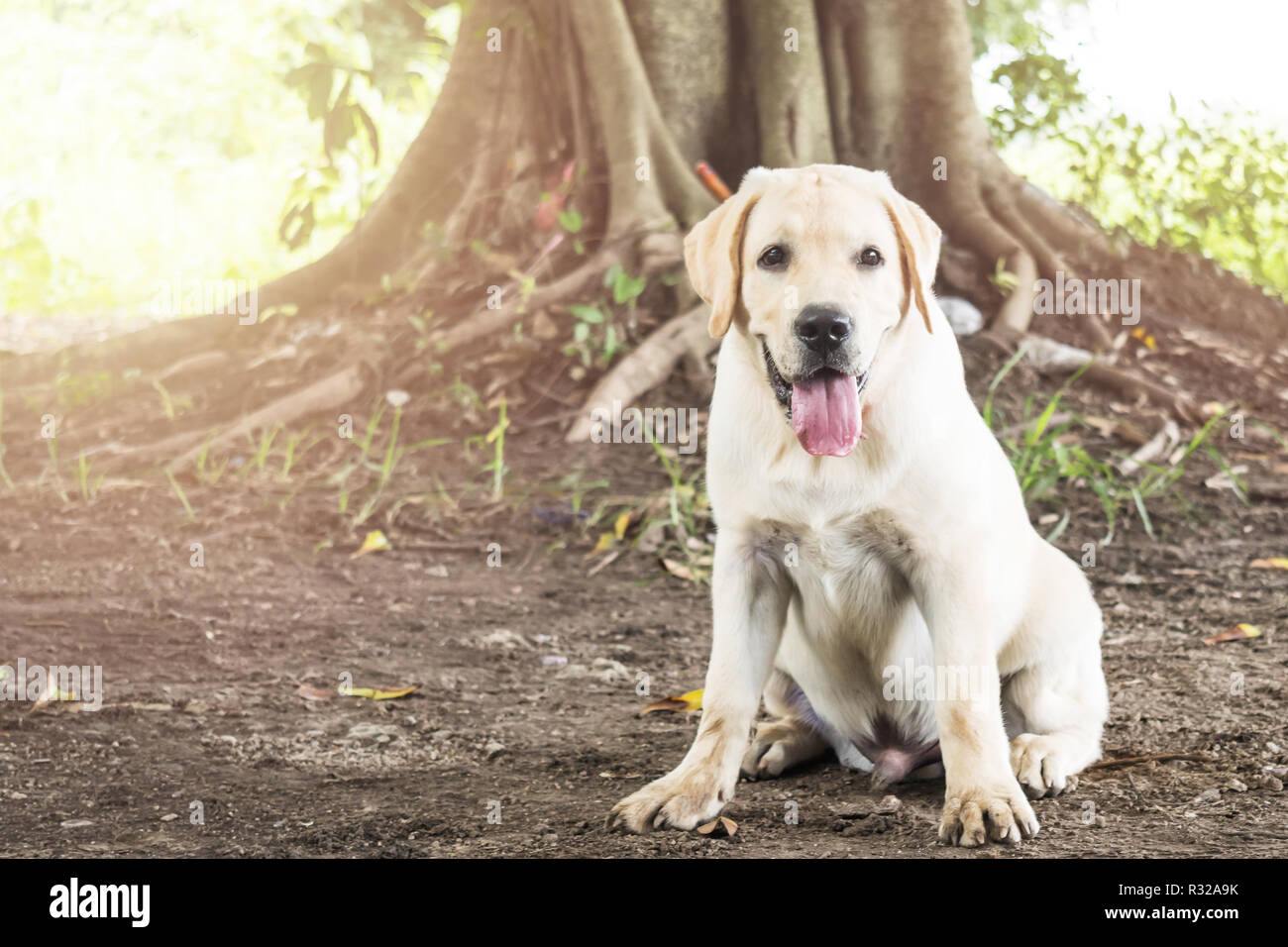 Dog playing outside smiles Stock Photo - Alamy
