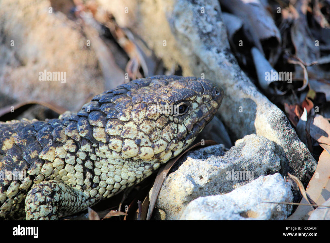 Shingleback Lizard, South Australia Stock Photo - Alamy
