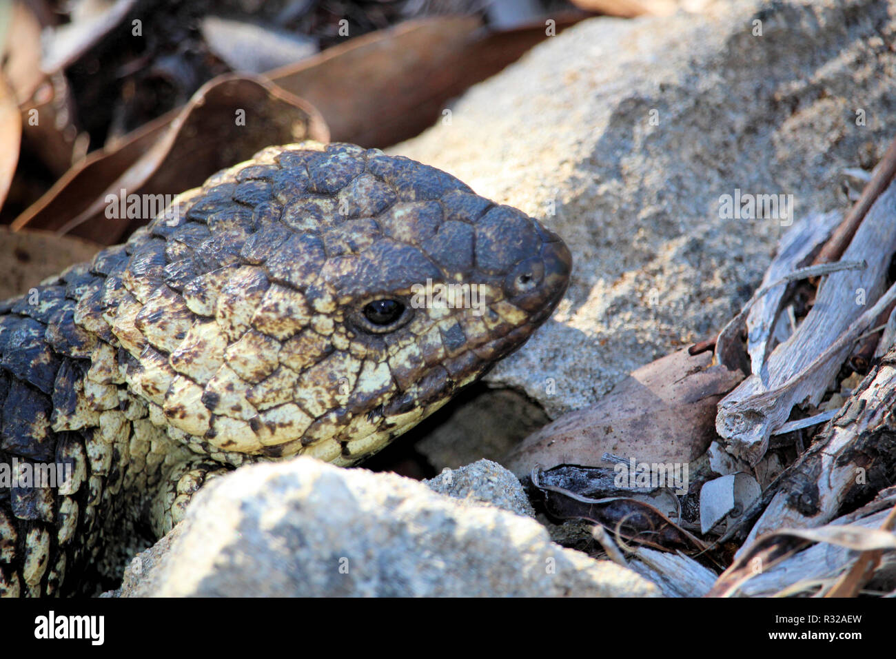 Australian shingleback lizard hi-res stock photography and images - Alamy