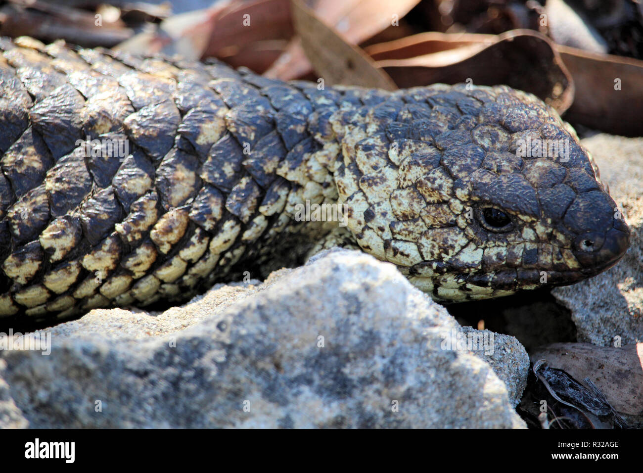 Shingleback Lizard, South Australia Stock Photo - Alamy