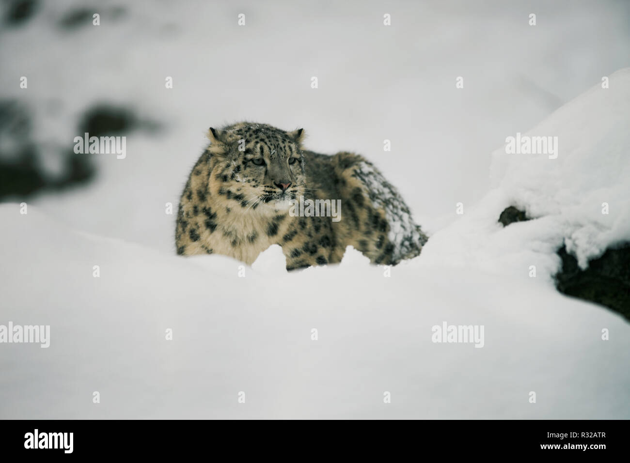Snow leopard nose hi-res stock photography and images - Alamy
