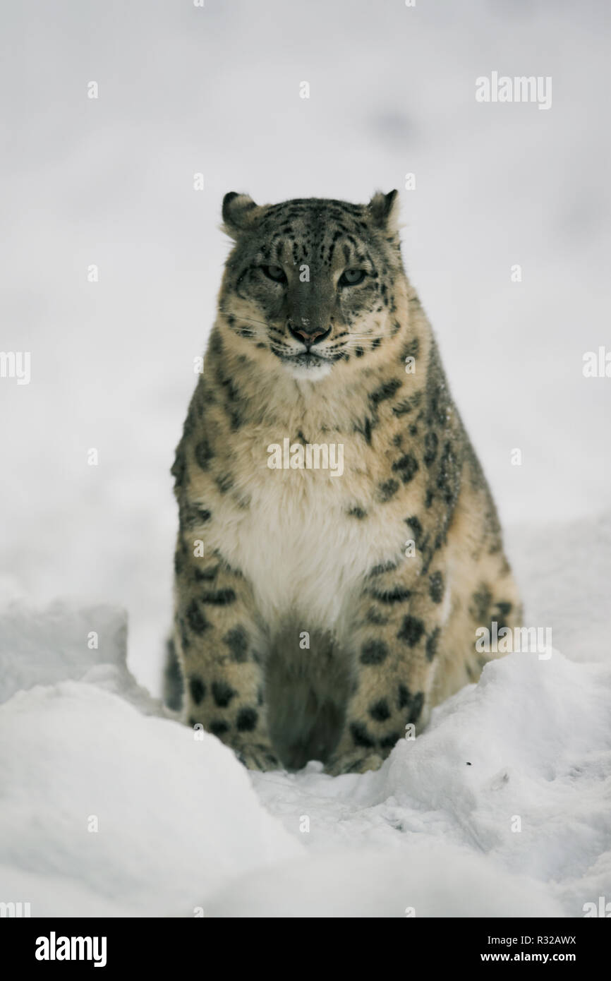 Snow leopard nose hi-res stock photography and images - Alamy