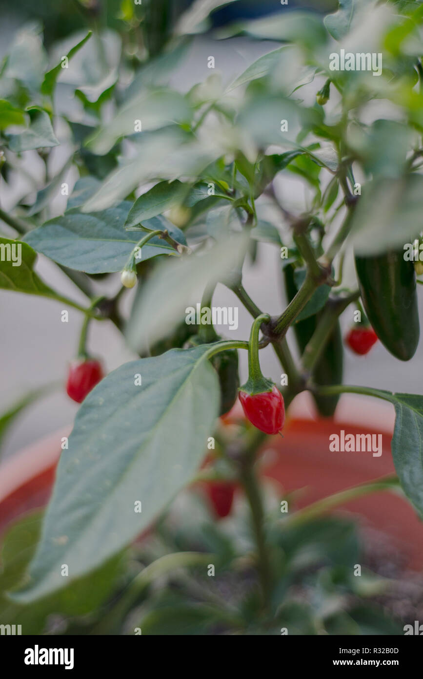 Food in red pot hi-res stock photography and images - Alamy