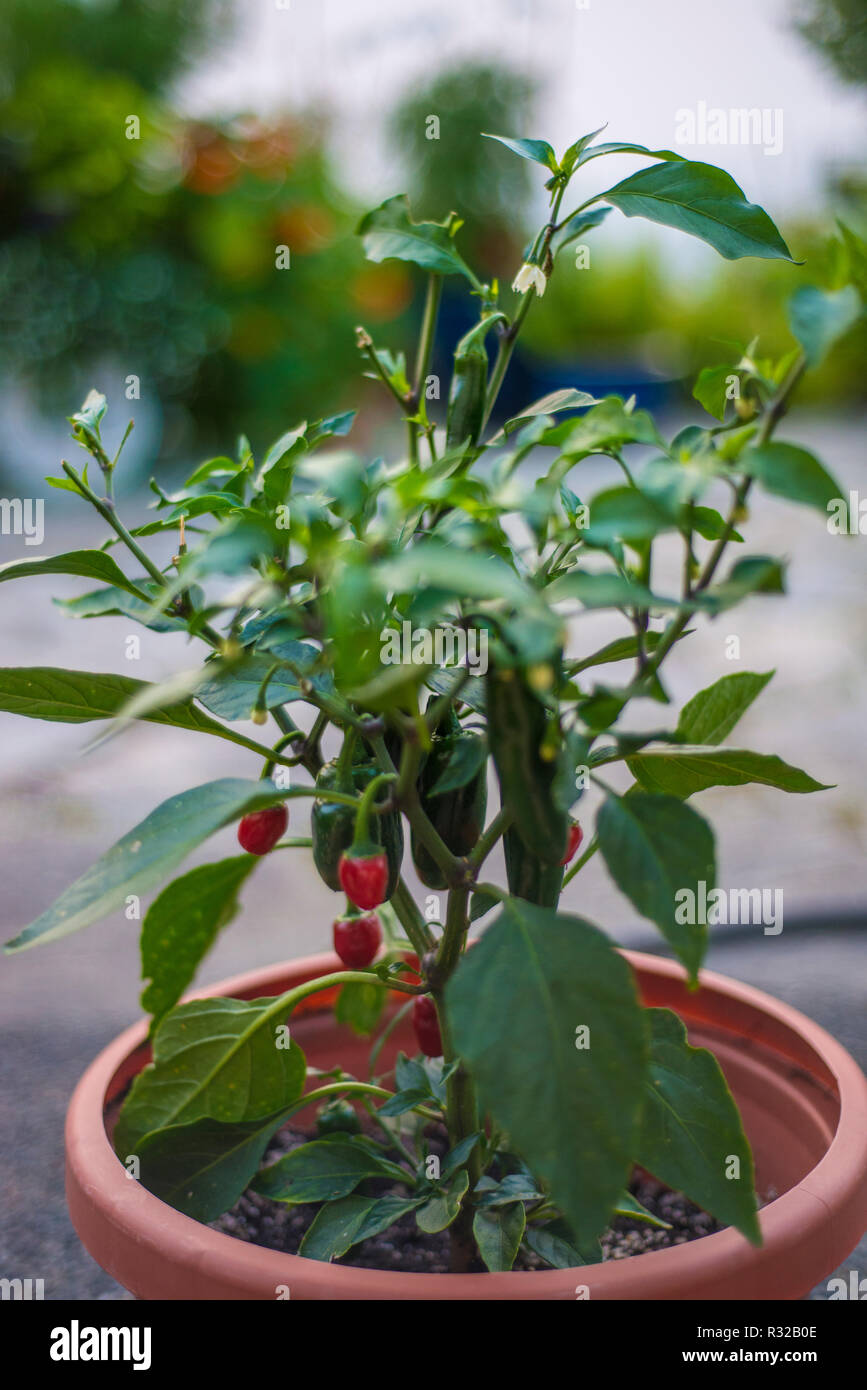 Vegetable container gardening hi-res stock photography and images - Alamy