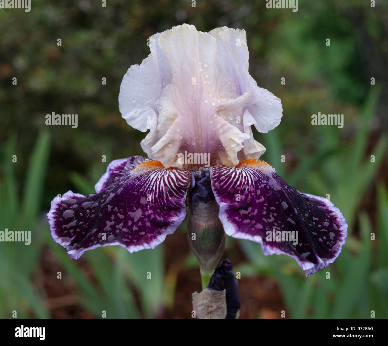 Bicolor iris hi-res stock photography and images - Alamy