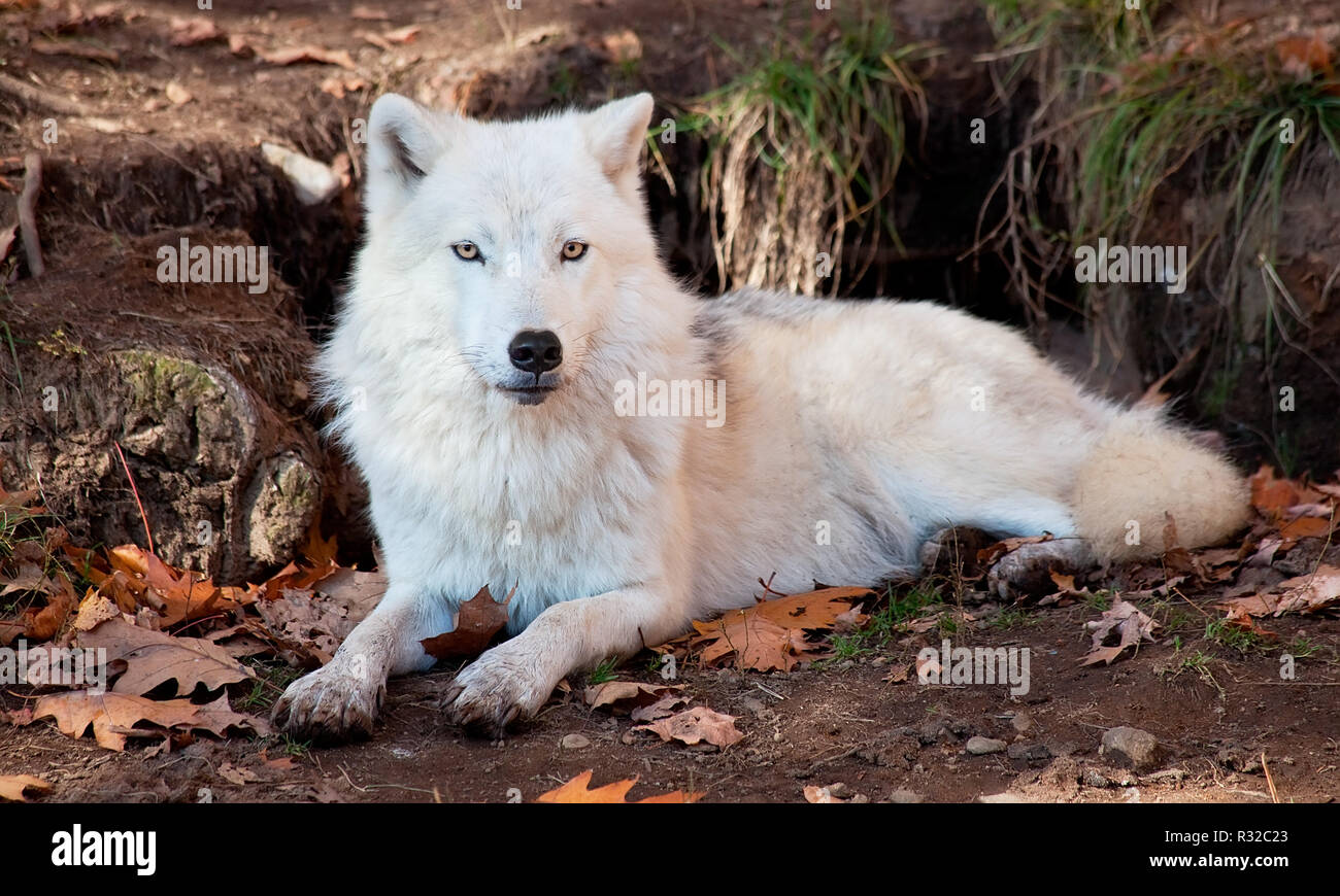 Carnivorous quadruped hi-res stock photography and images - Alamy