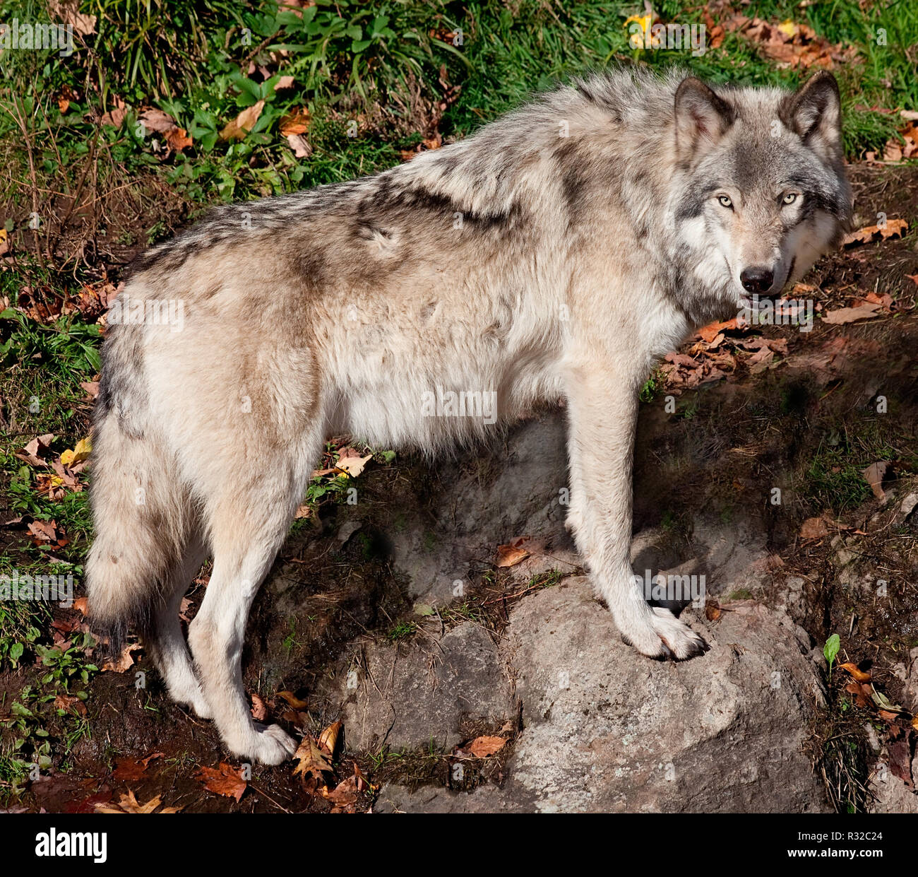 Carnivorous quadruped hi-res stock photography and images - Alamy