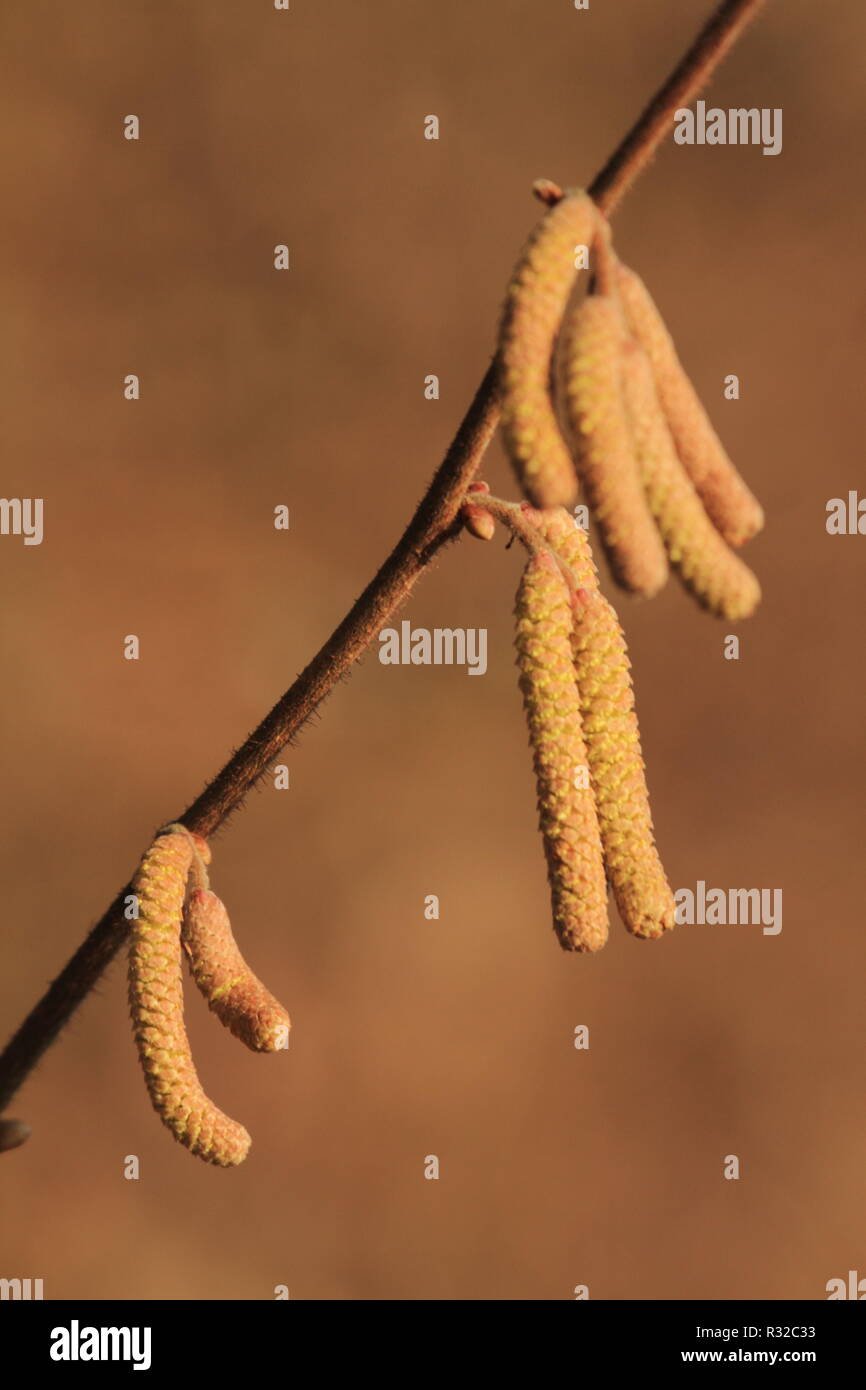 Haselnussstrauch hi-res stock photography and images - Alamy