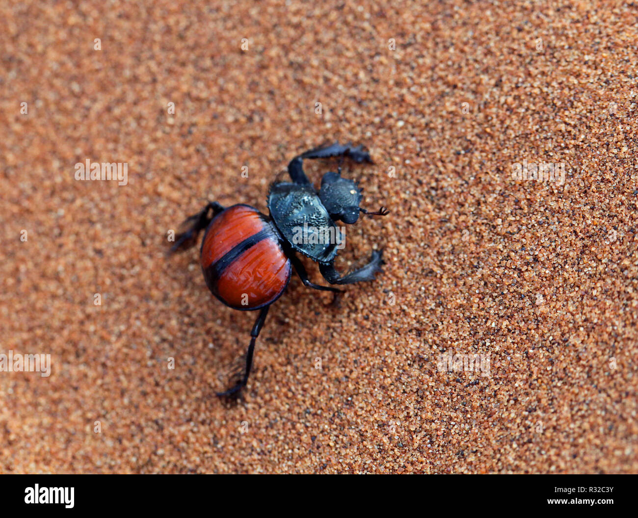 Scarabeus hi-res stock photography and images - Alamy
