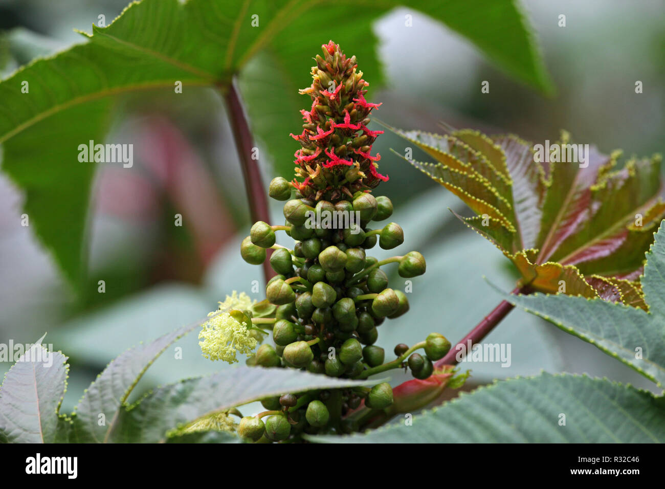 Rizinuspflanze hi-res stock photography and images - Alamy