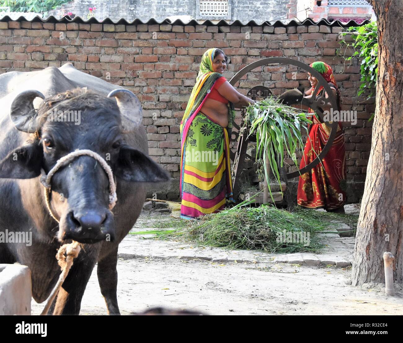 Cutting greenfeed freshly harvested from the field for water buffalo ...