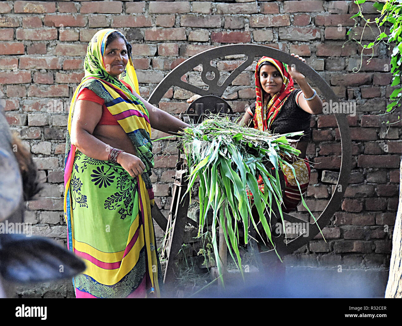 Cutting greenfeed freshly harvested from the field for water buffalo ...