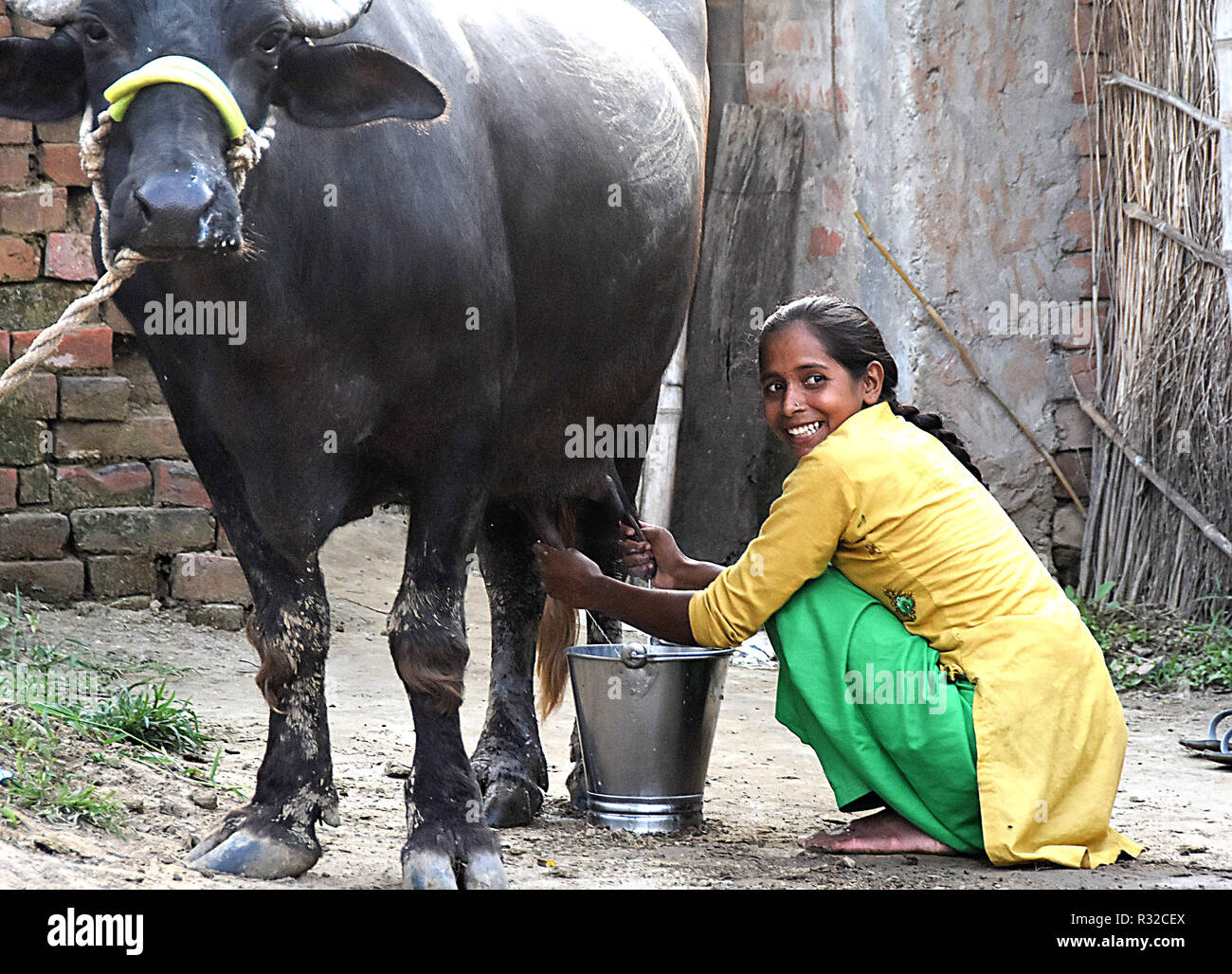 Milking a buffalo in a village on the Ganges River between Varanasi and ...