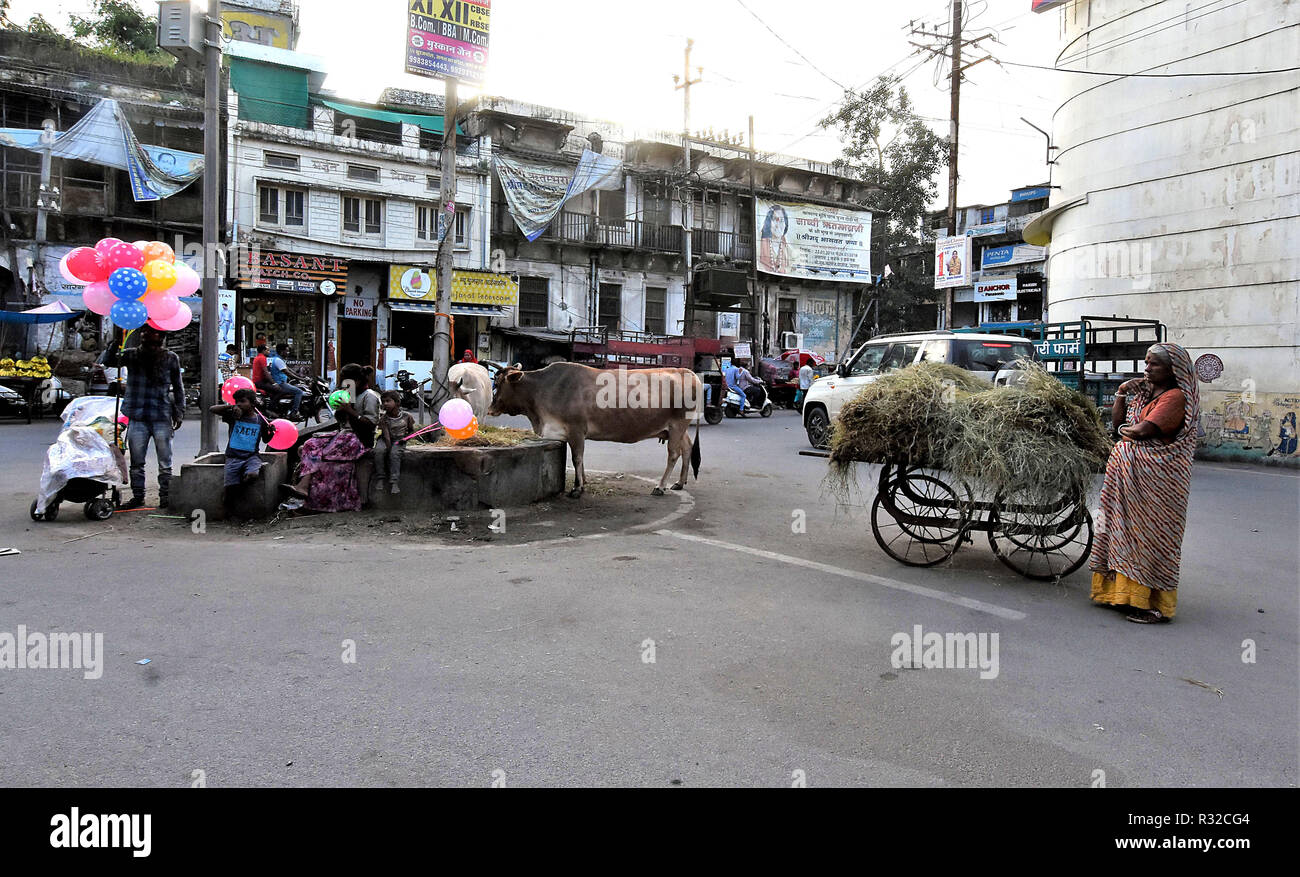 Fodder cart hi-res stock photography and images - Alamy