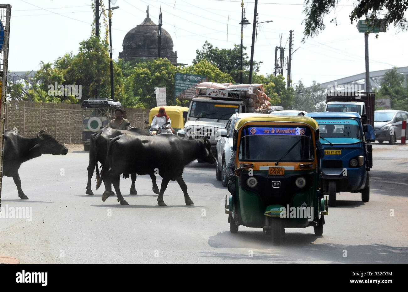 Cattle wander among traffic in a busy Rajasthan road Stock Photo - Alamy
