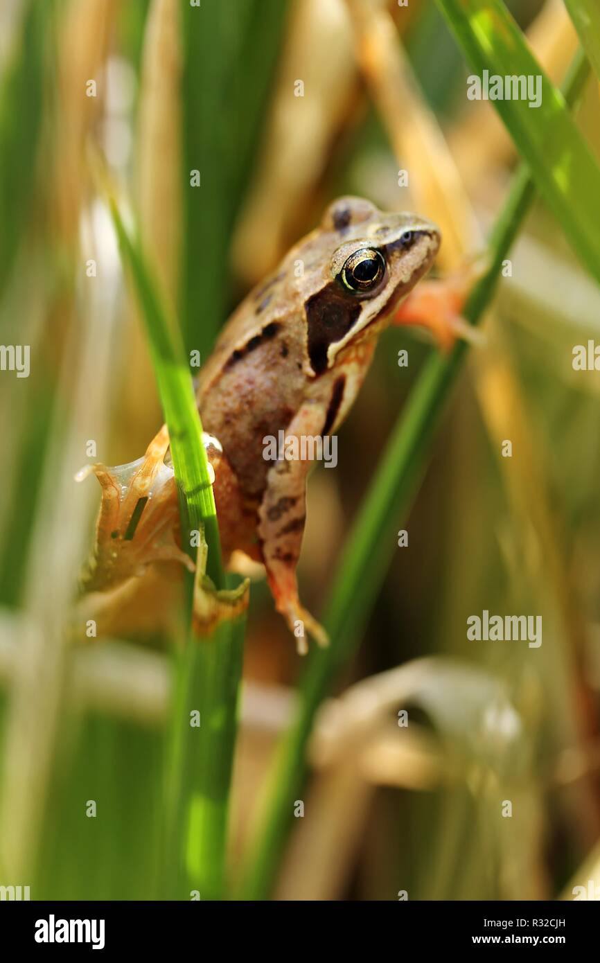 female grass frog in the sun / female grass frog Stock Photo - Alamy