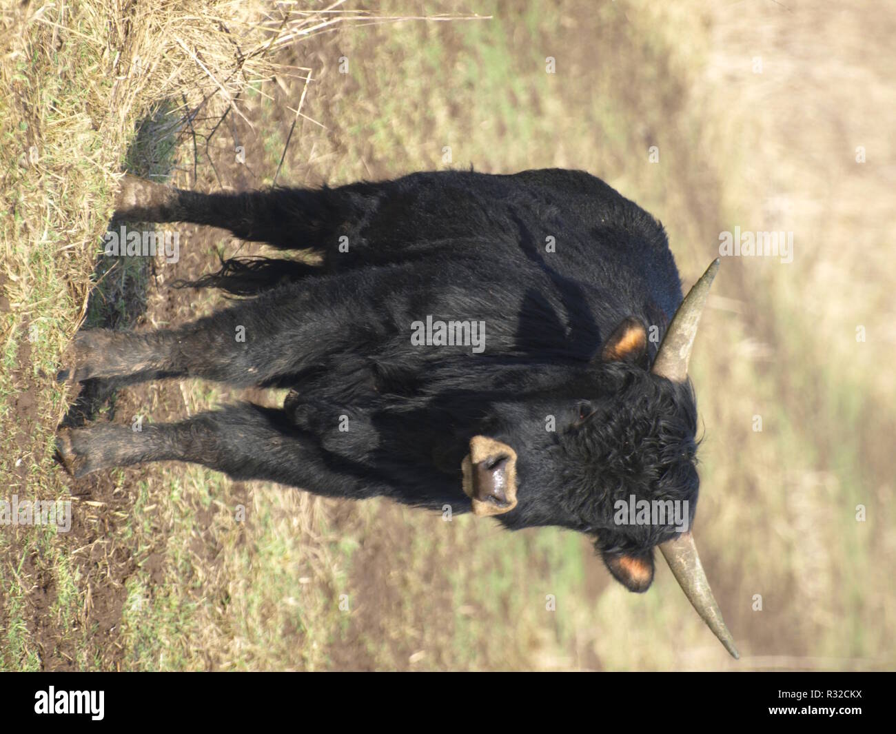 Heckrinder hi-res stock photography and images - Alamy