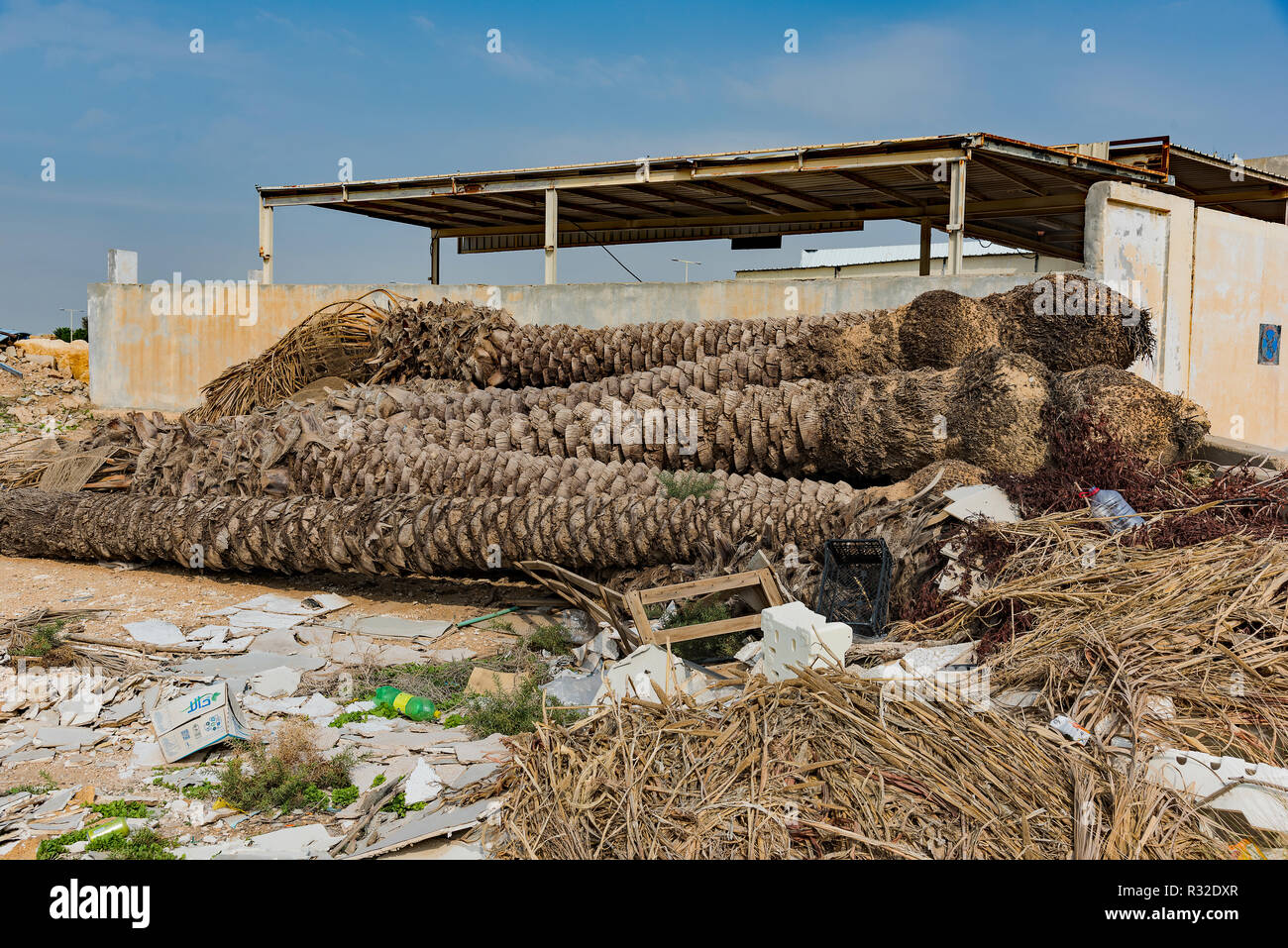 Roots palm trees hi-res stock photography and images - Alamy