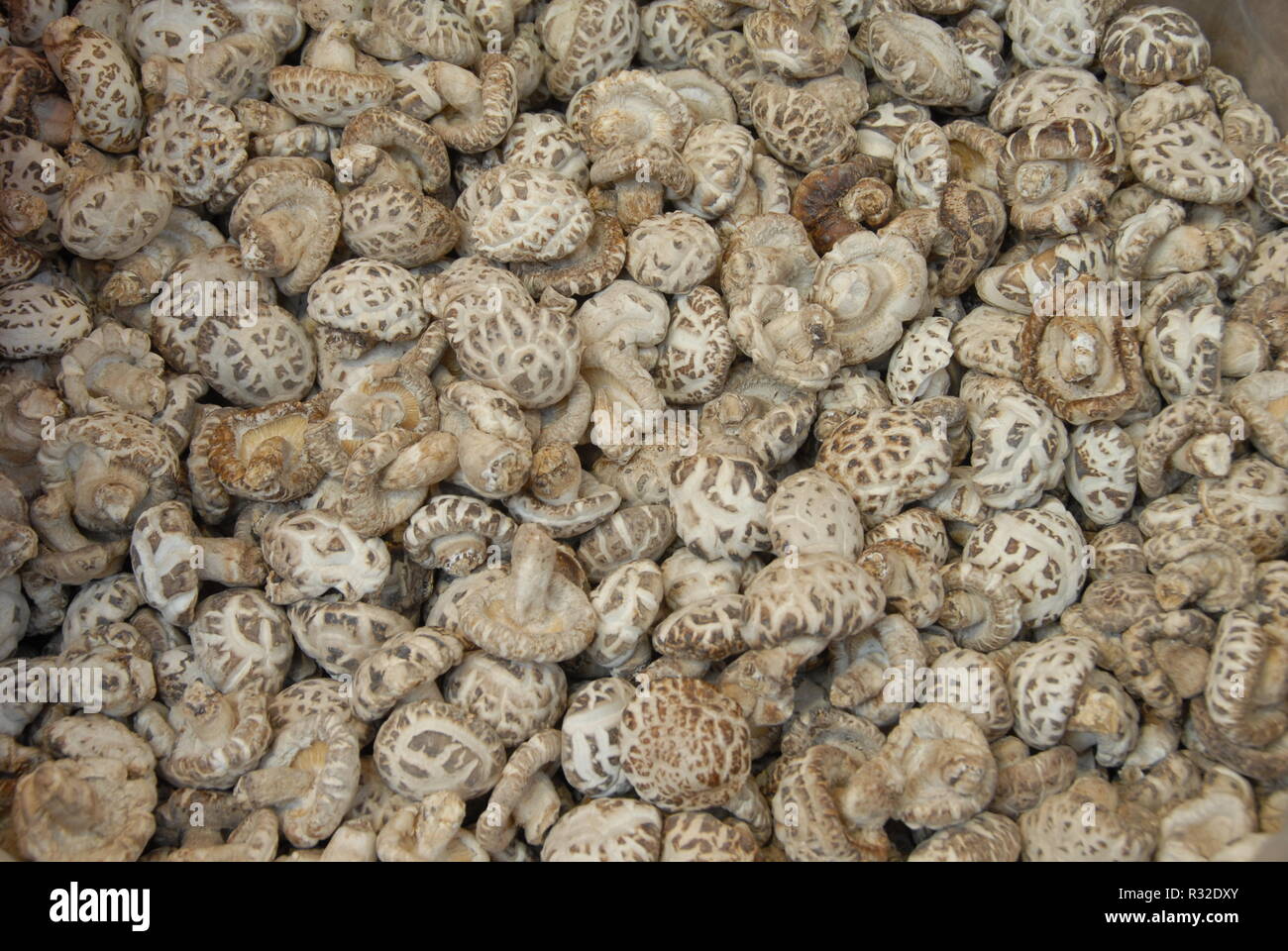 Chinesische pilze hi-res stock photography and images - Alamy