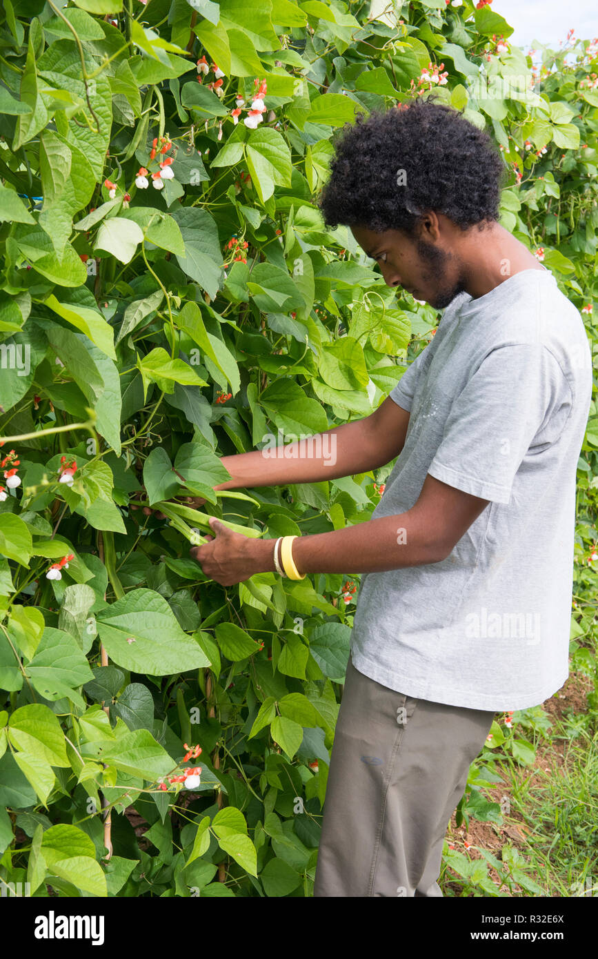 harvesting runner beans Stock Photo - Alamy