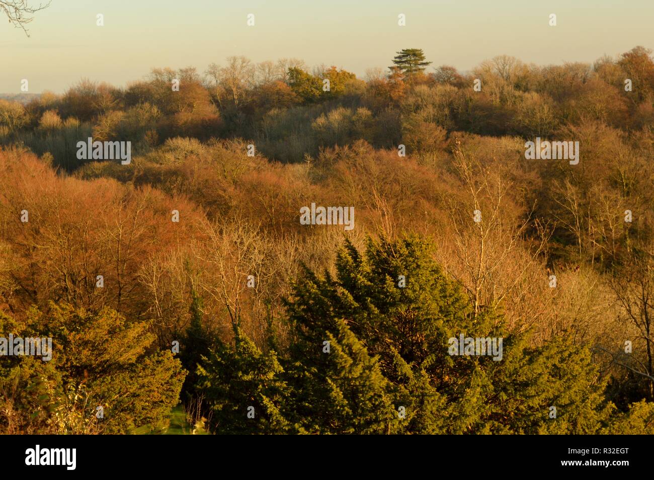 National trust reigate hi-res stock photography and images - Alamy