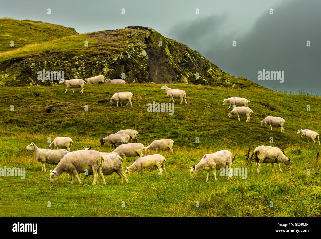 Herd Of Grazing Sheep On Rocky Pasture In Scotland Stock Photo - Alamy