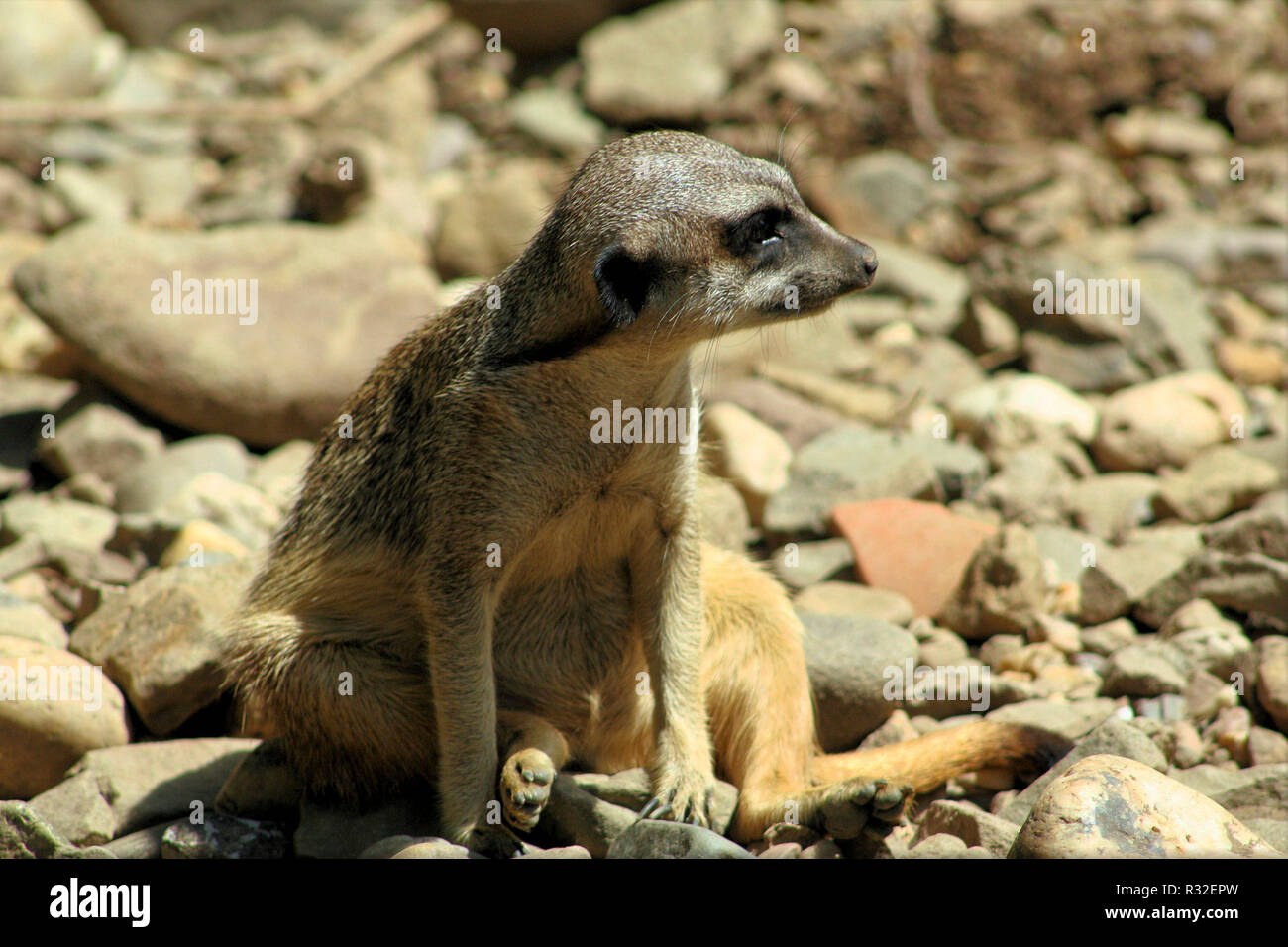 Muzzle meerkat hi-res stock photography and images - Alamy