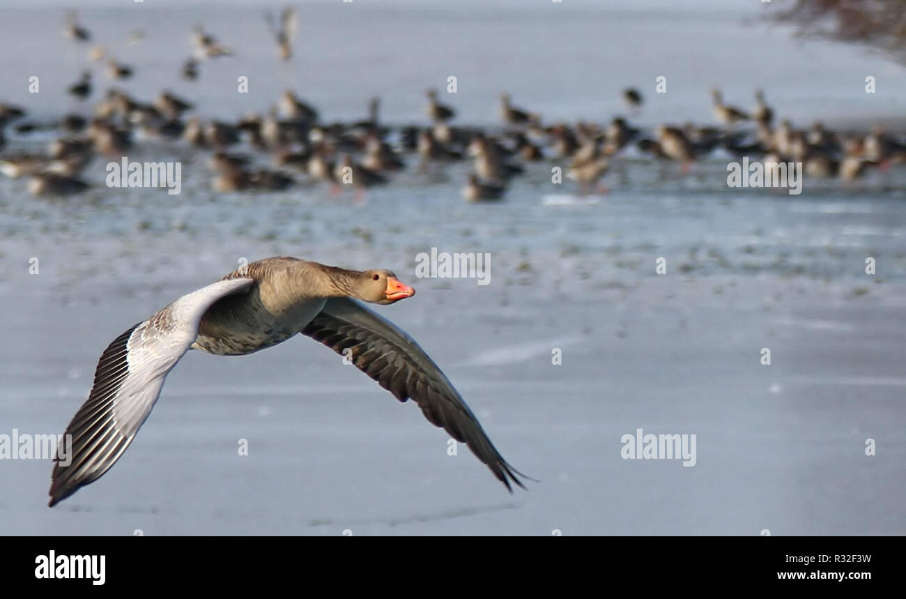 Bird flying over ice hi-res stock photography and images - Alamy