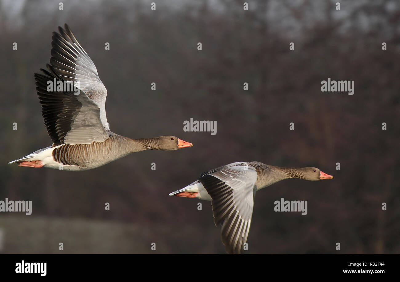 flying gray geese Stock Photo - Alamy