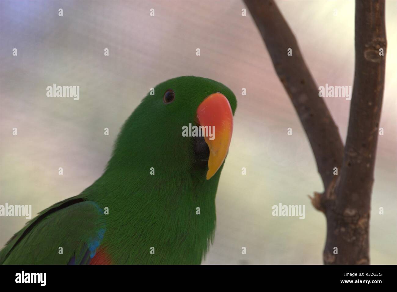 Cango Wildlife Ranch, South Africa Stock Photo - Alamy