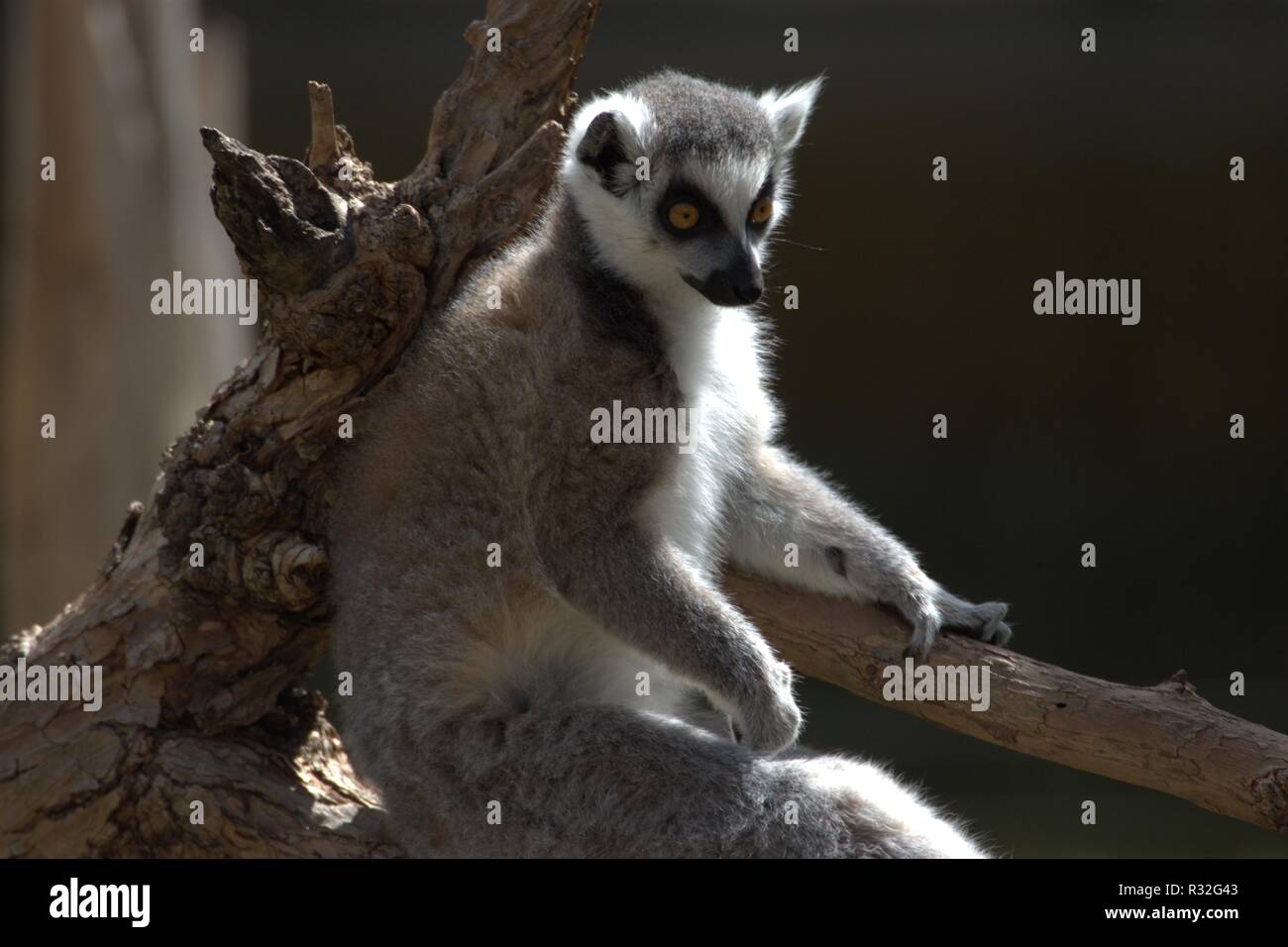 Ring tailed lemurs Stock Photo - Alamy