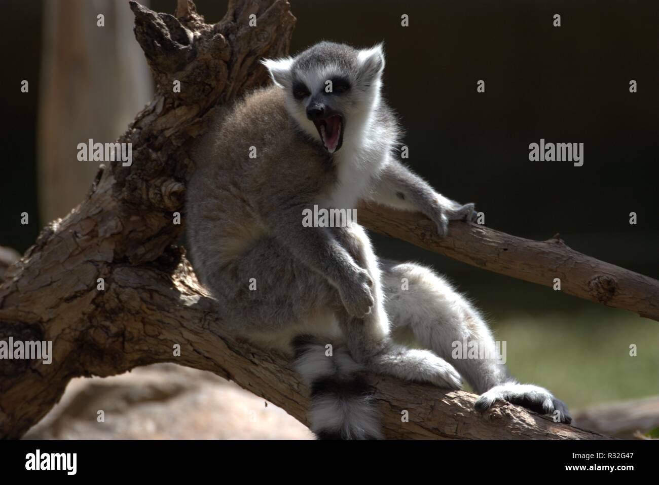 Ring tailed lemur mouth open hi-res stock photography and images - Alamy