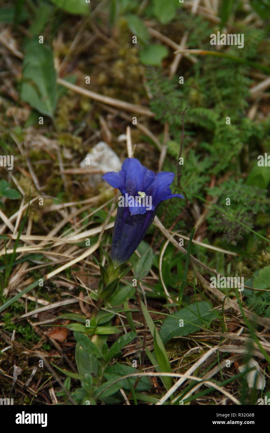 big blue gentian Stock Photo - Alamy