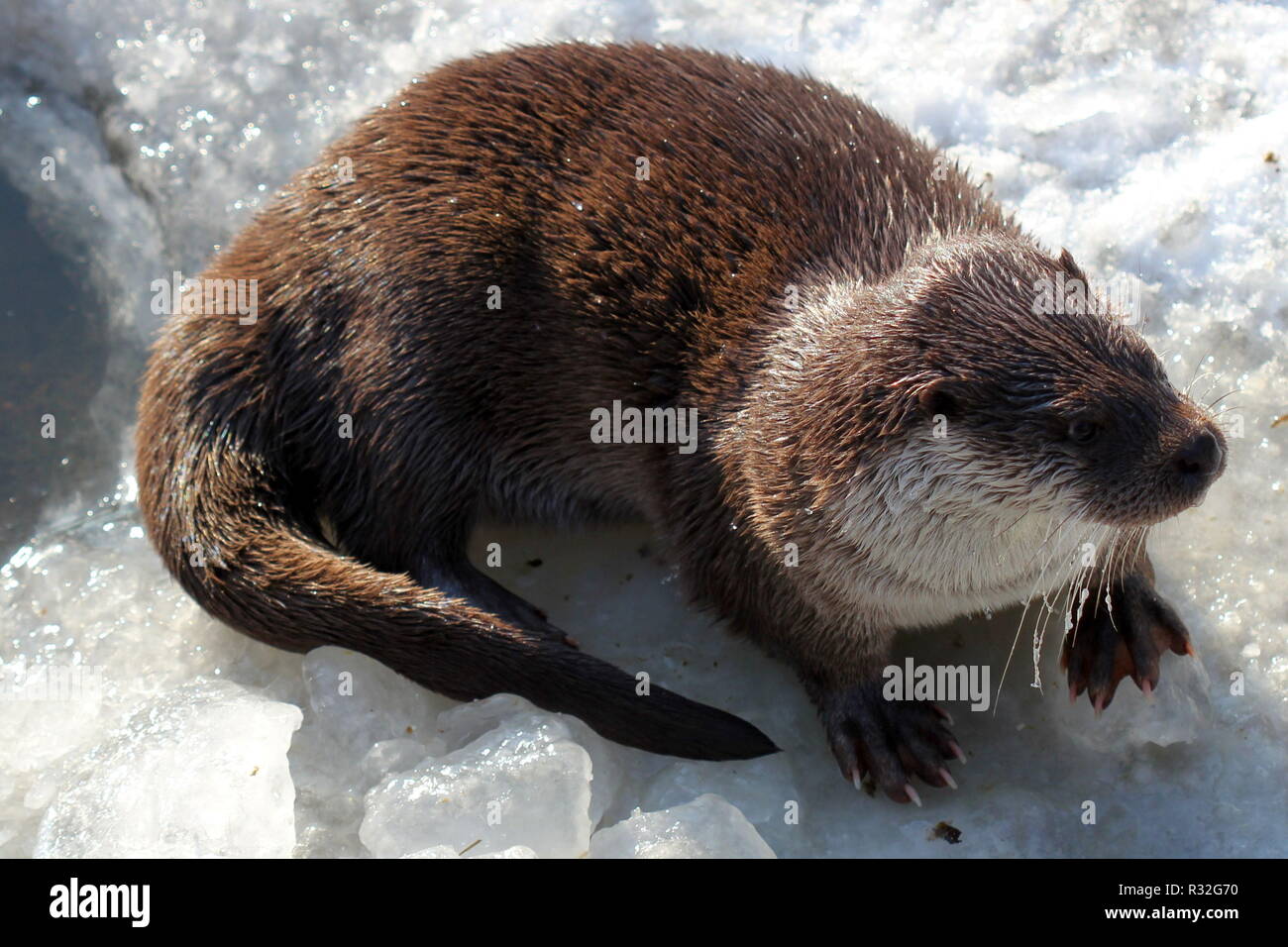 Male otters hi-res stock photography and images - Alamy