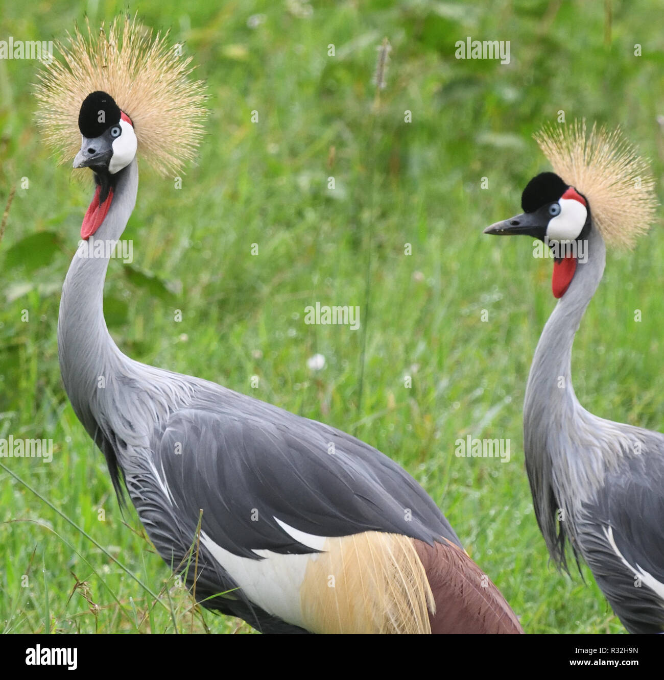 National bird of uganda hi-res stock photography and images - Alamy