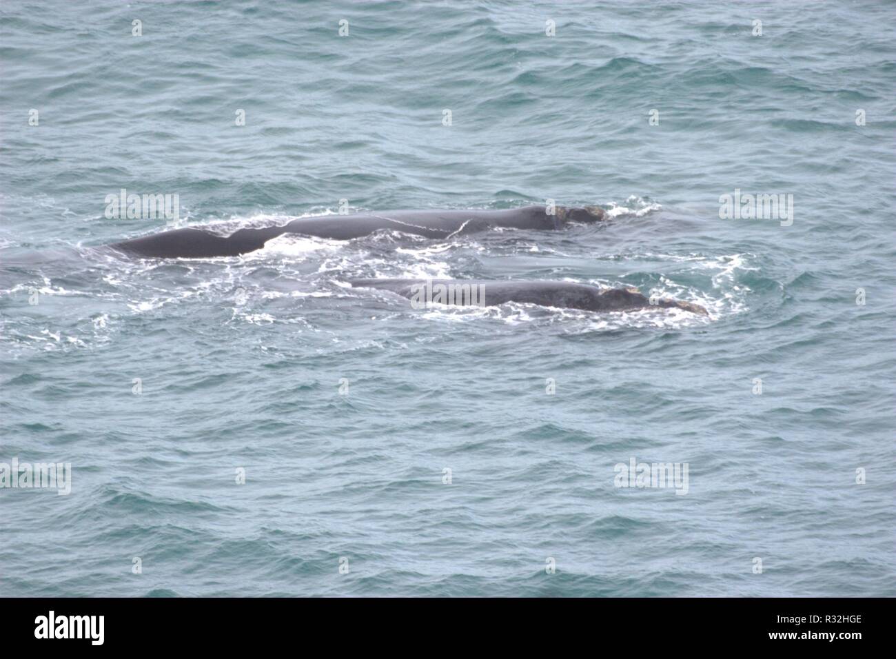 Swimming with whales hi-res stock photography and images - Alamy