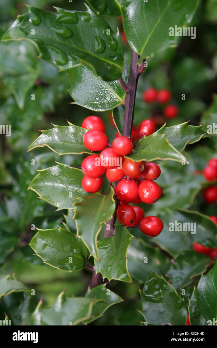 Boughs of holly hi-res stock photography and images - Alamy
