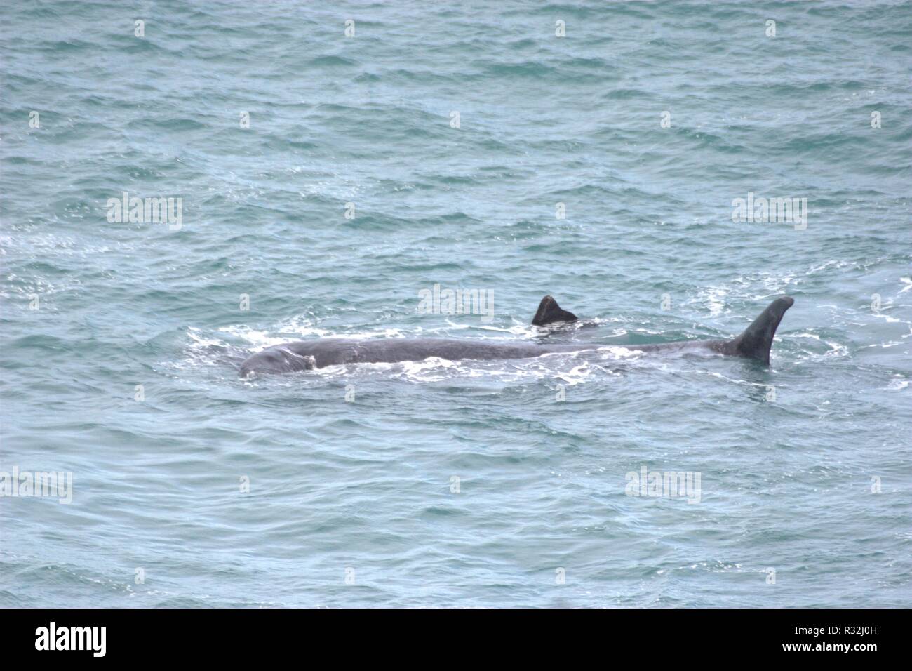 Black hunted whale hi-res stock photography and images - Alamy
