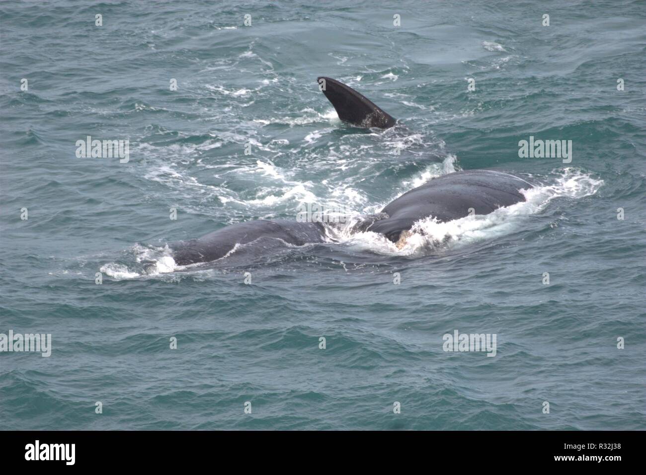 Southern Right Whales, South africa Stock Photo - Alamy
