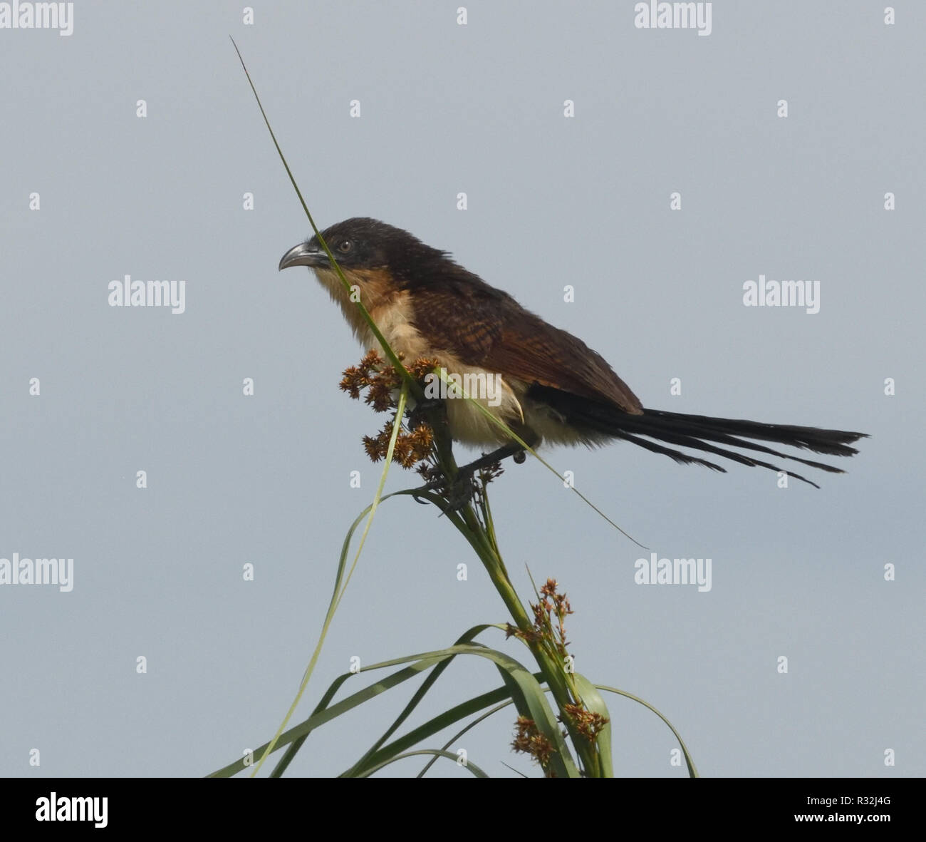 A blue-headed coucal (Centropus monachus) perches on a sedge stem in ...