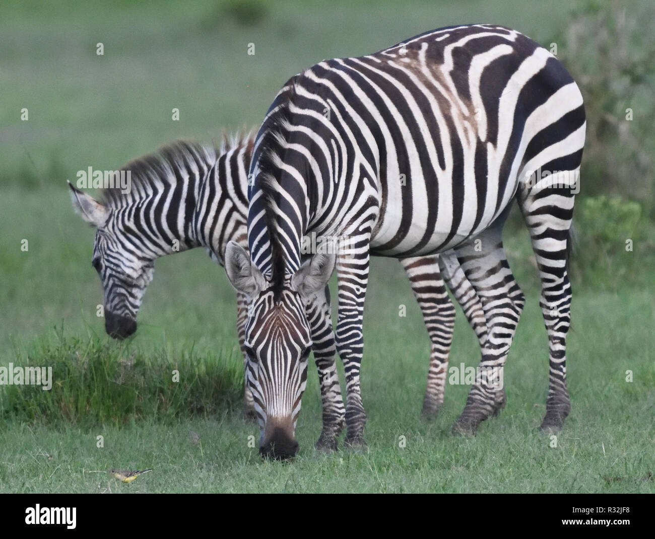 Rwakobo rock hi-res stock photography and images - Alamy