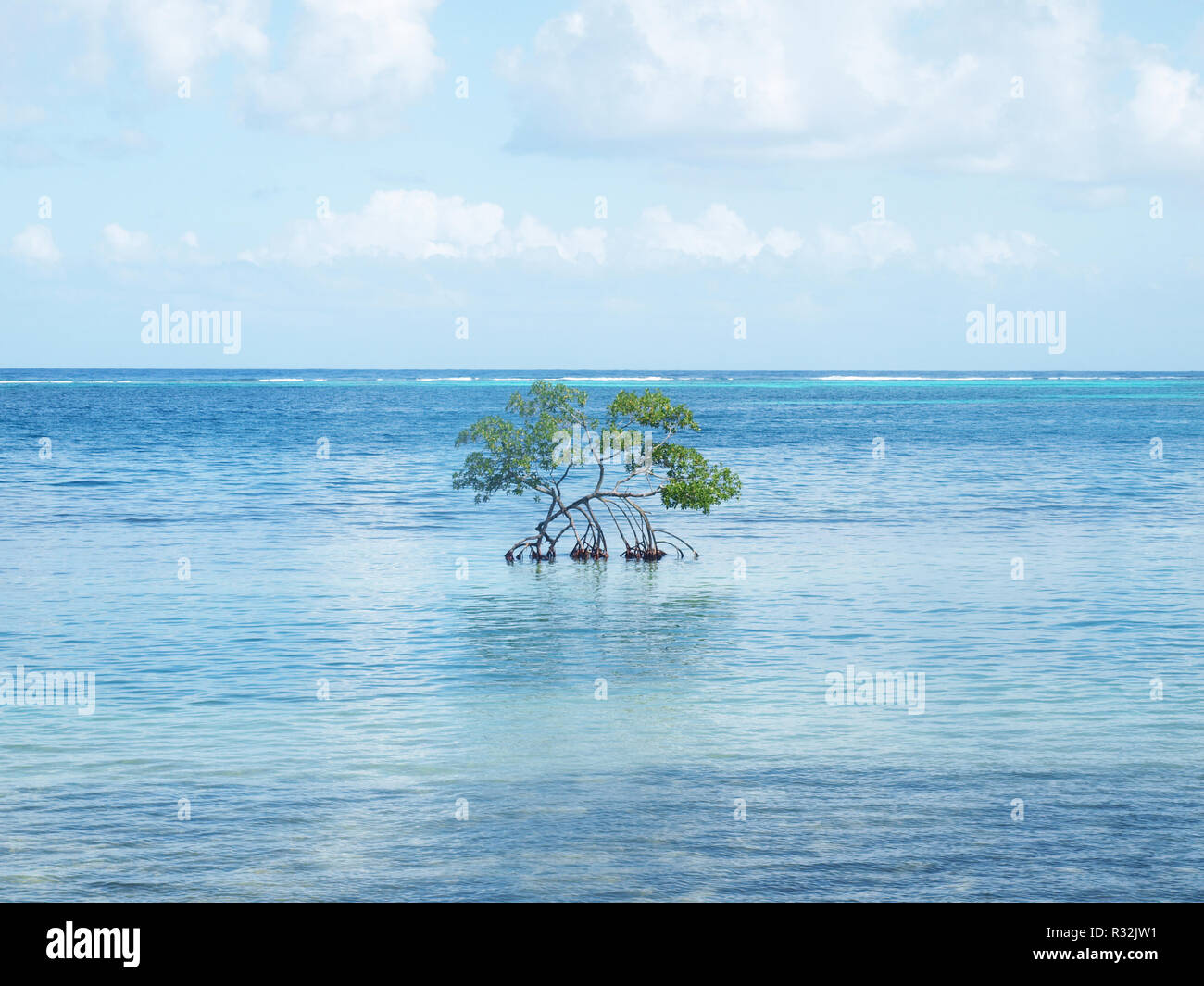Mangrove tree in the middle of the sea Stock Photo - Alamy