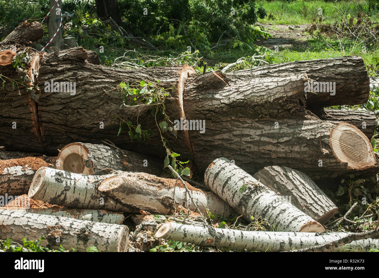 Large old poplar tree chopped and cut into pieces closeup in sunny day ...