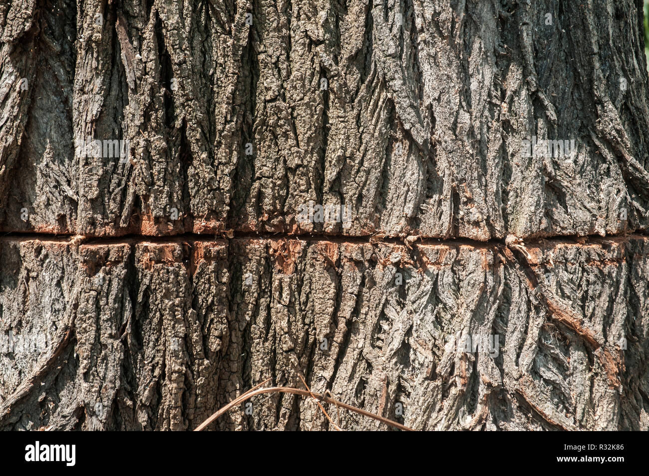 Big old poplar tree trunk bark with chainsaw cut closeup as wooden ...